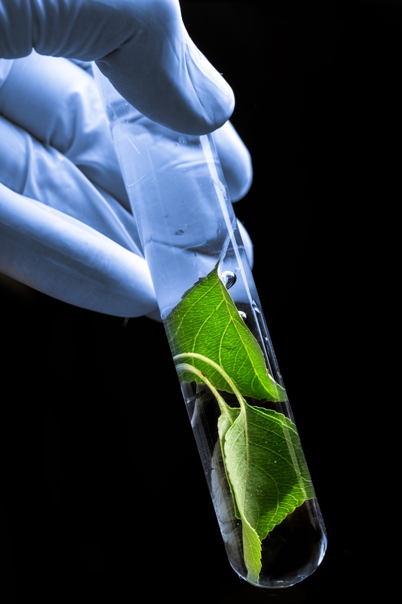 L'Anses juge la dérèglementation des OGM comme infondée